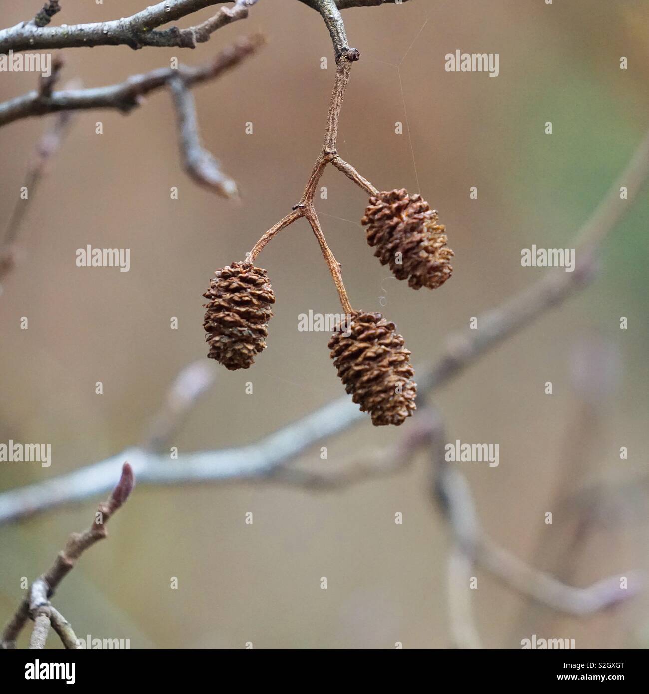 brown tree branches Stock Photo - Alamy