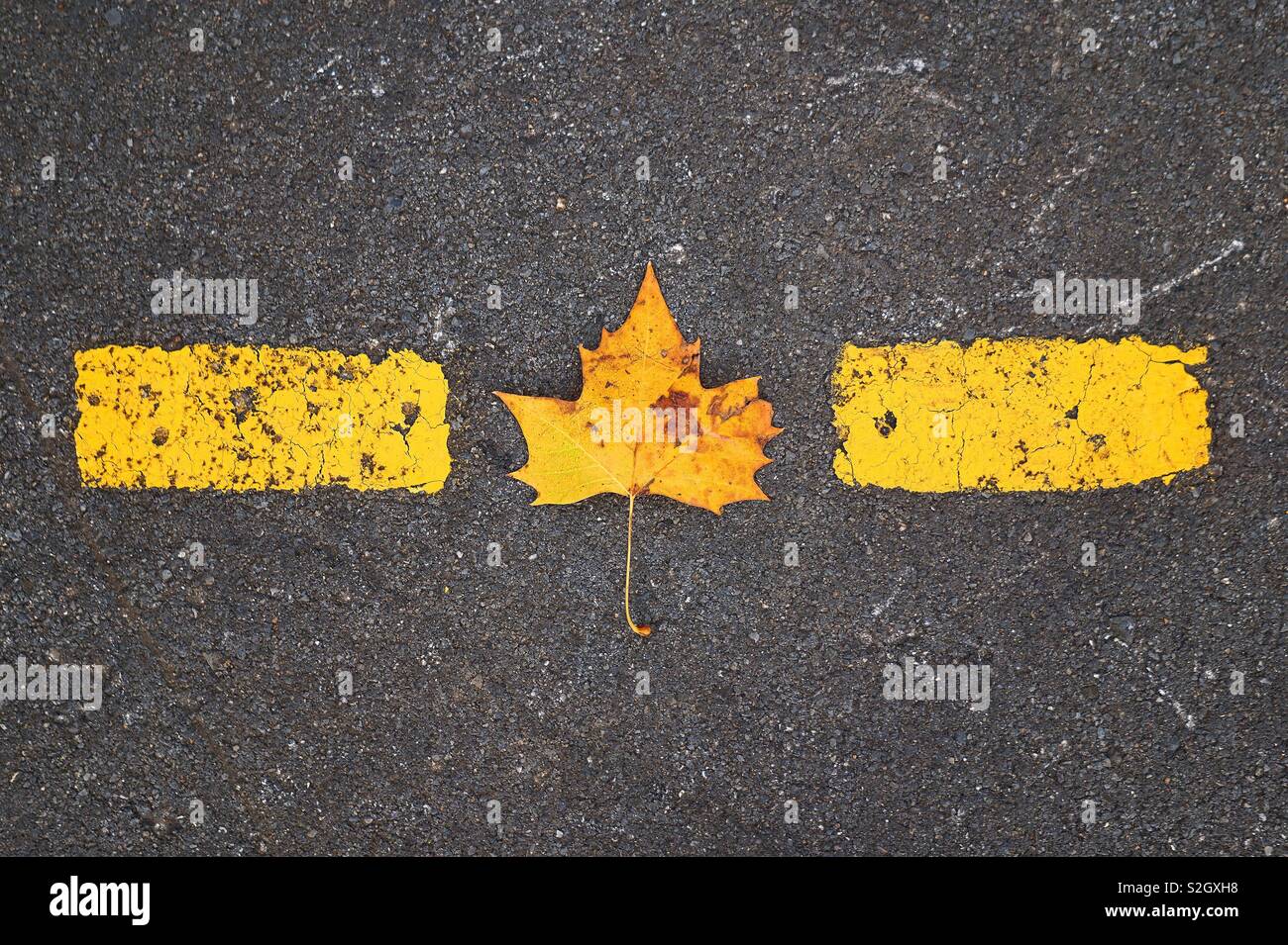yellow leaf on the road Stock Photo - Alamy