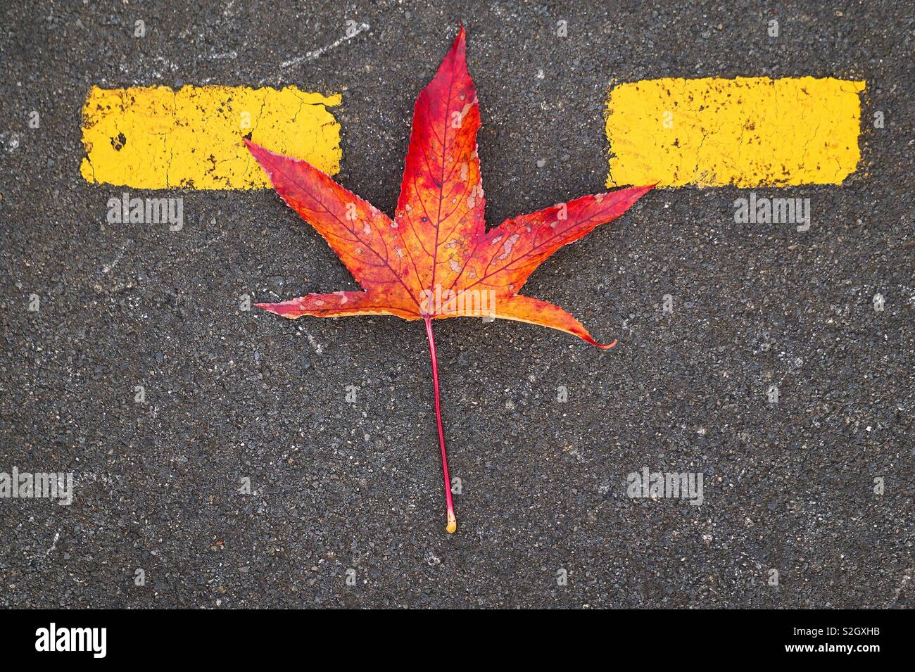 Road on the leaf hi-res stock photography and images - Alamy