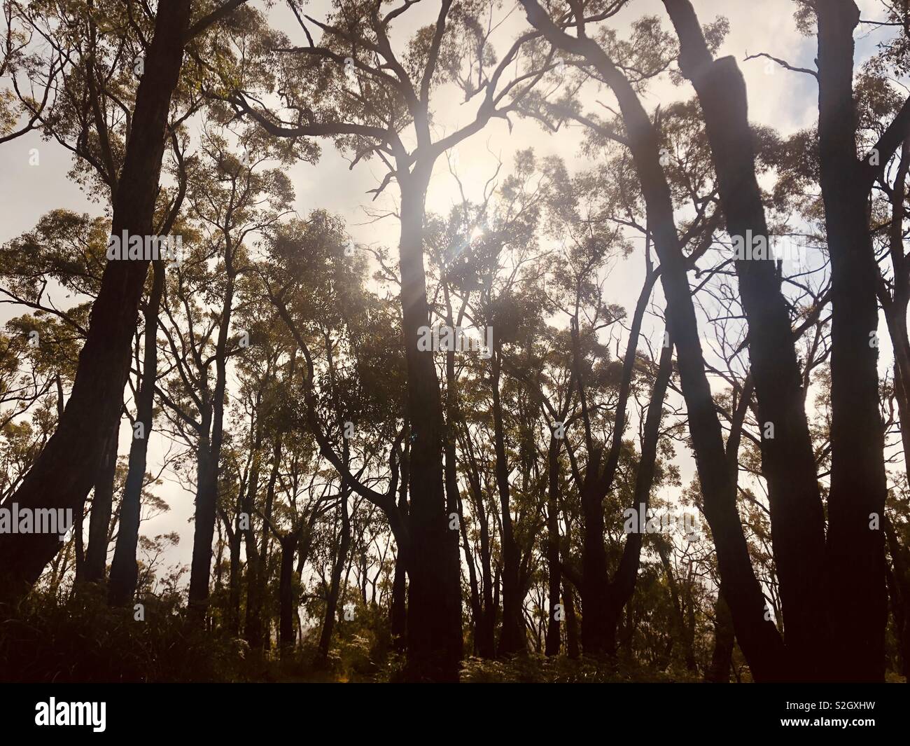 Australian Bush Walk High Resolution Stock Photography and Images - Alamy