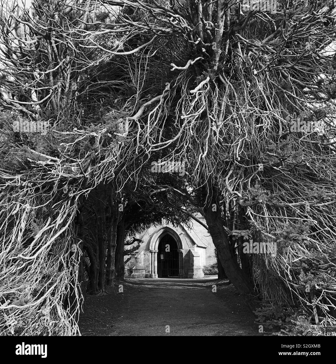 Twisted tree black and white hi-res stock photography and images - Alamy