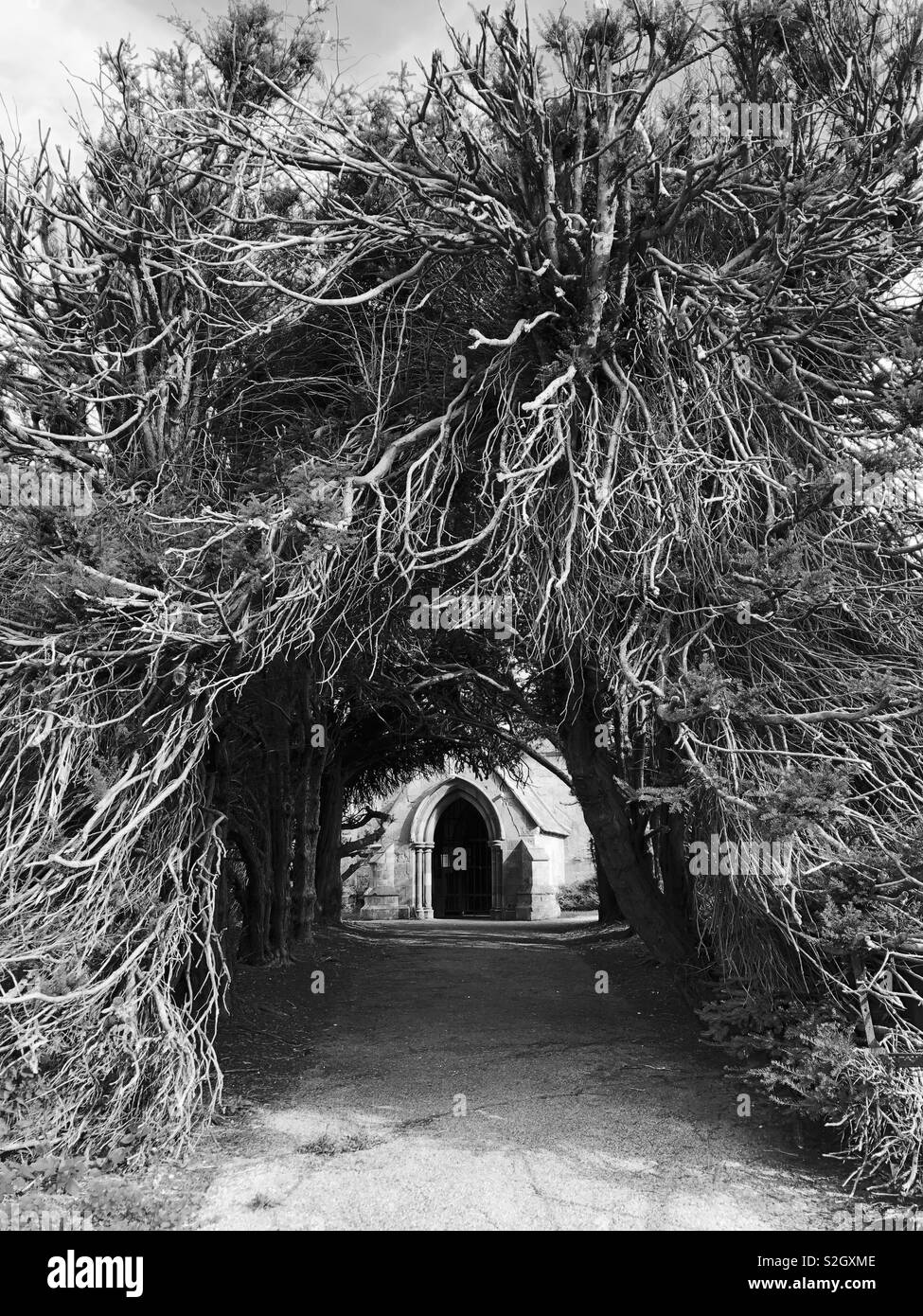 Twisted tree black and white hi-res stock photography and images - Alamy