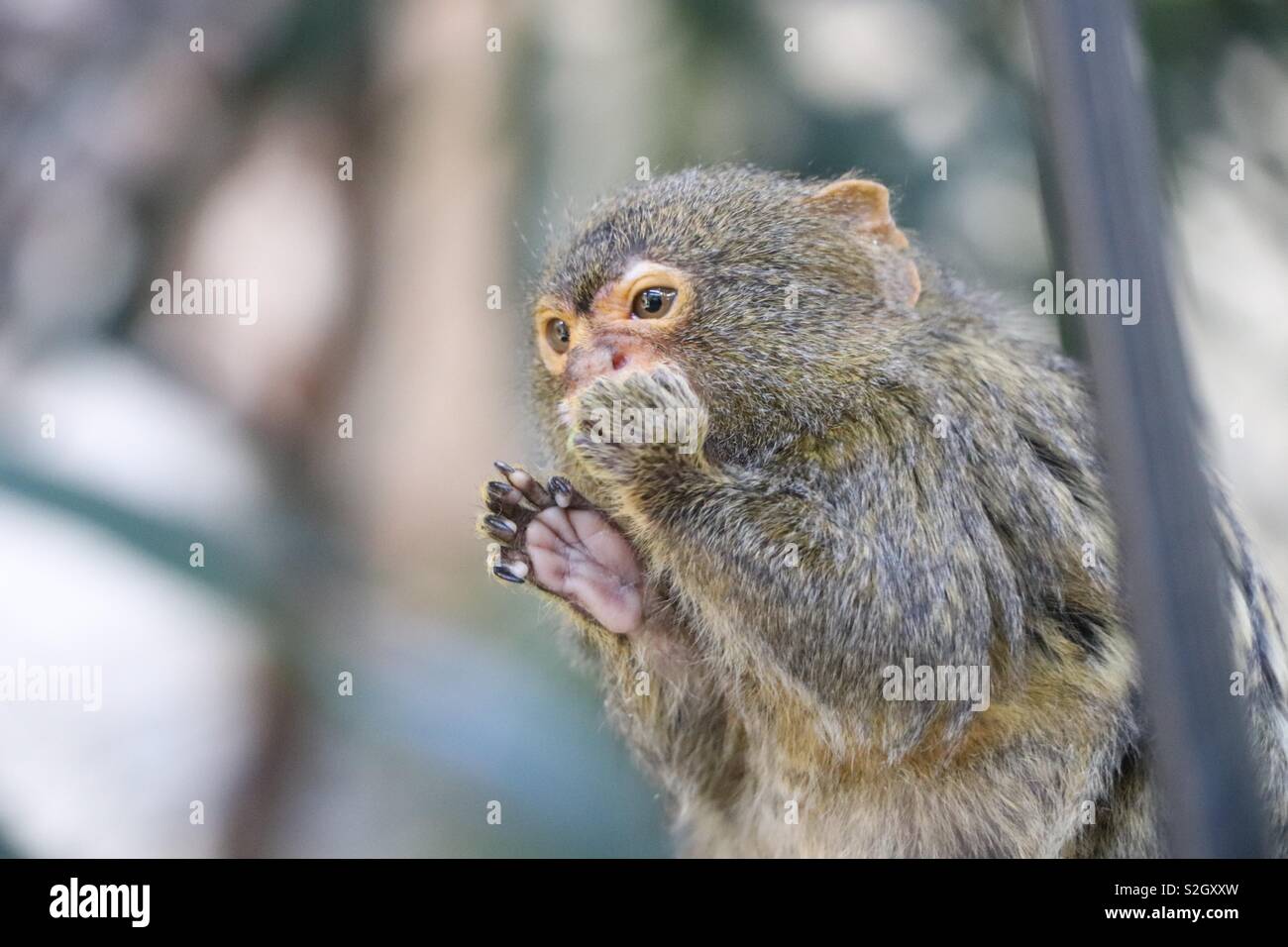 A Pygmy Marmoset monkey. Photo taken at Amsterdam Zoo, Netherlands ...