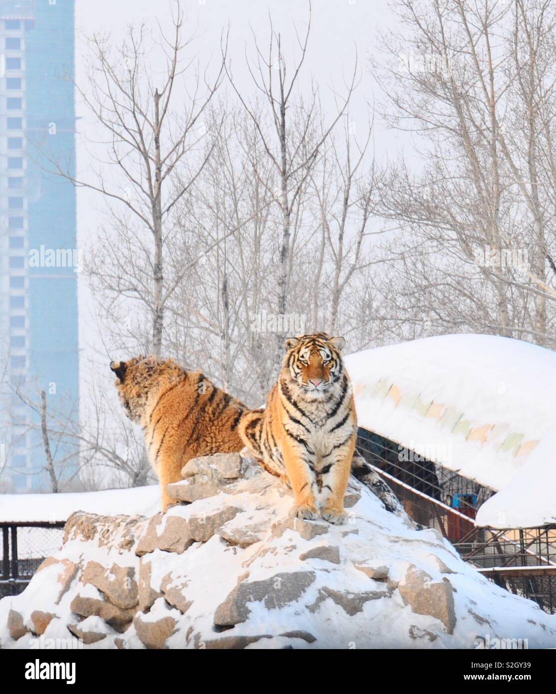 Harbin attraction hi-res stock photography and images - Alamy