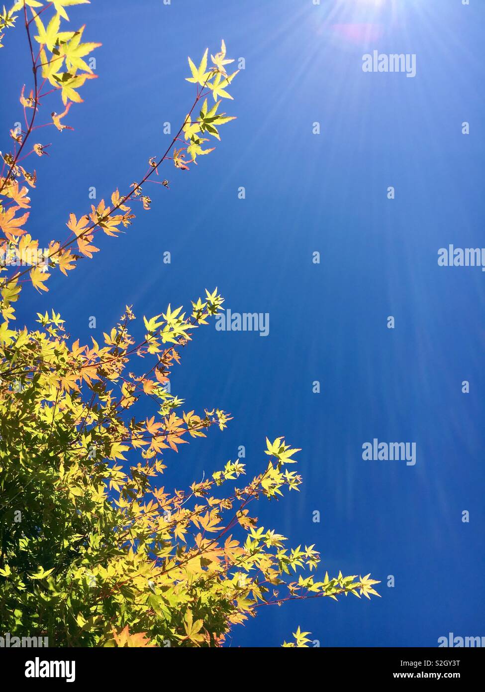 Summer rays hi-res stock photography and images - Alamy