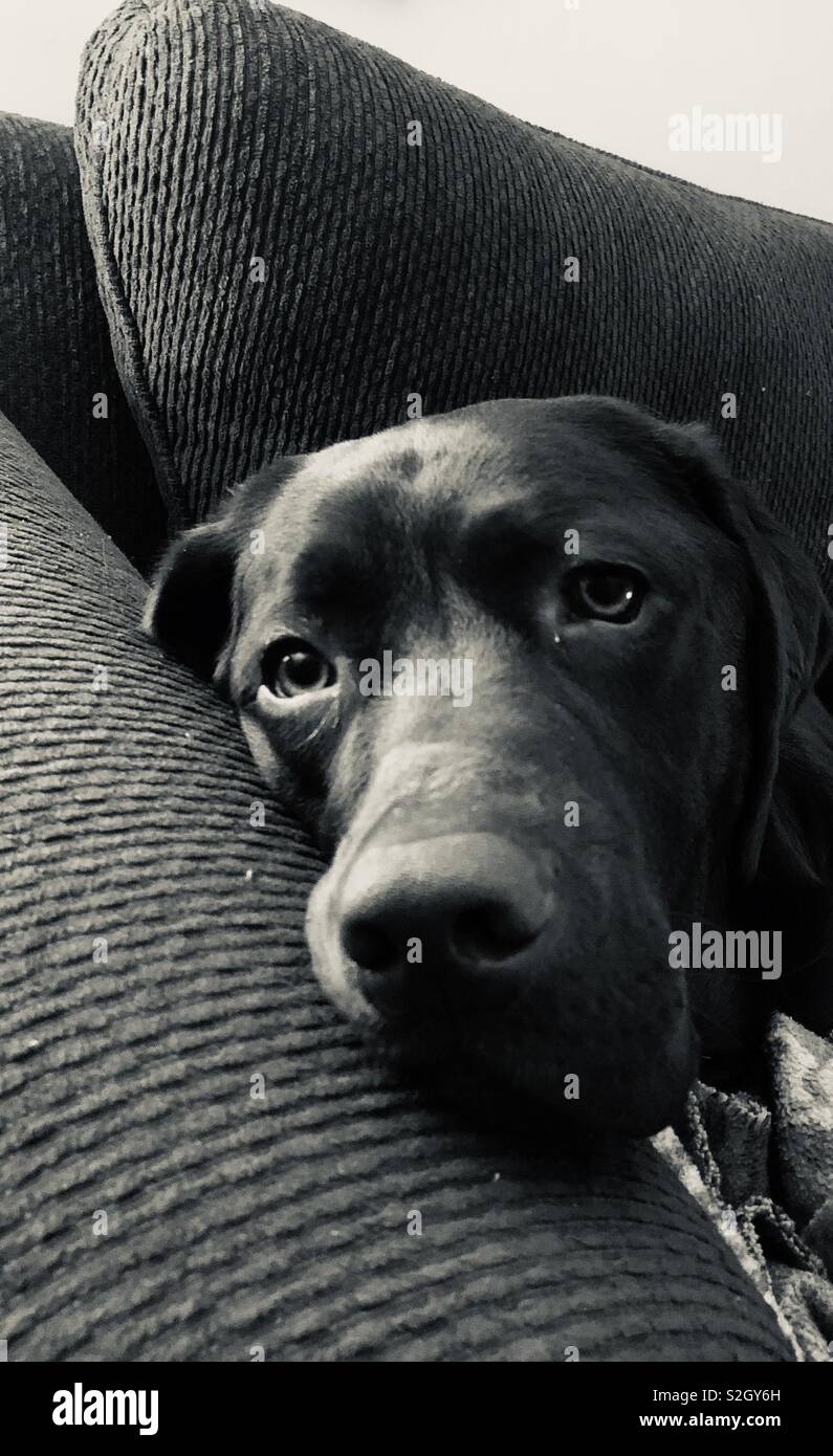 Dog resting on couch Stock Photo - Alamy