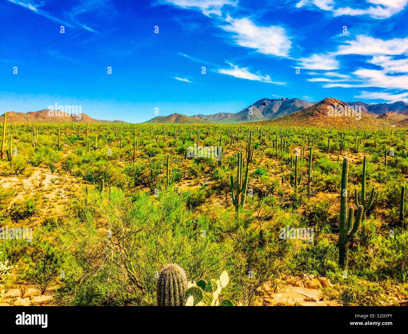 Desert blue sky bushes hi-res stock photography and images - Alamy