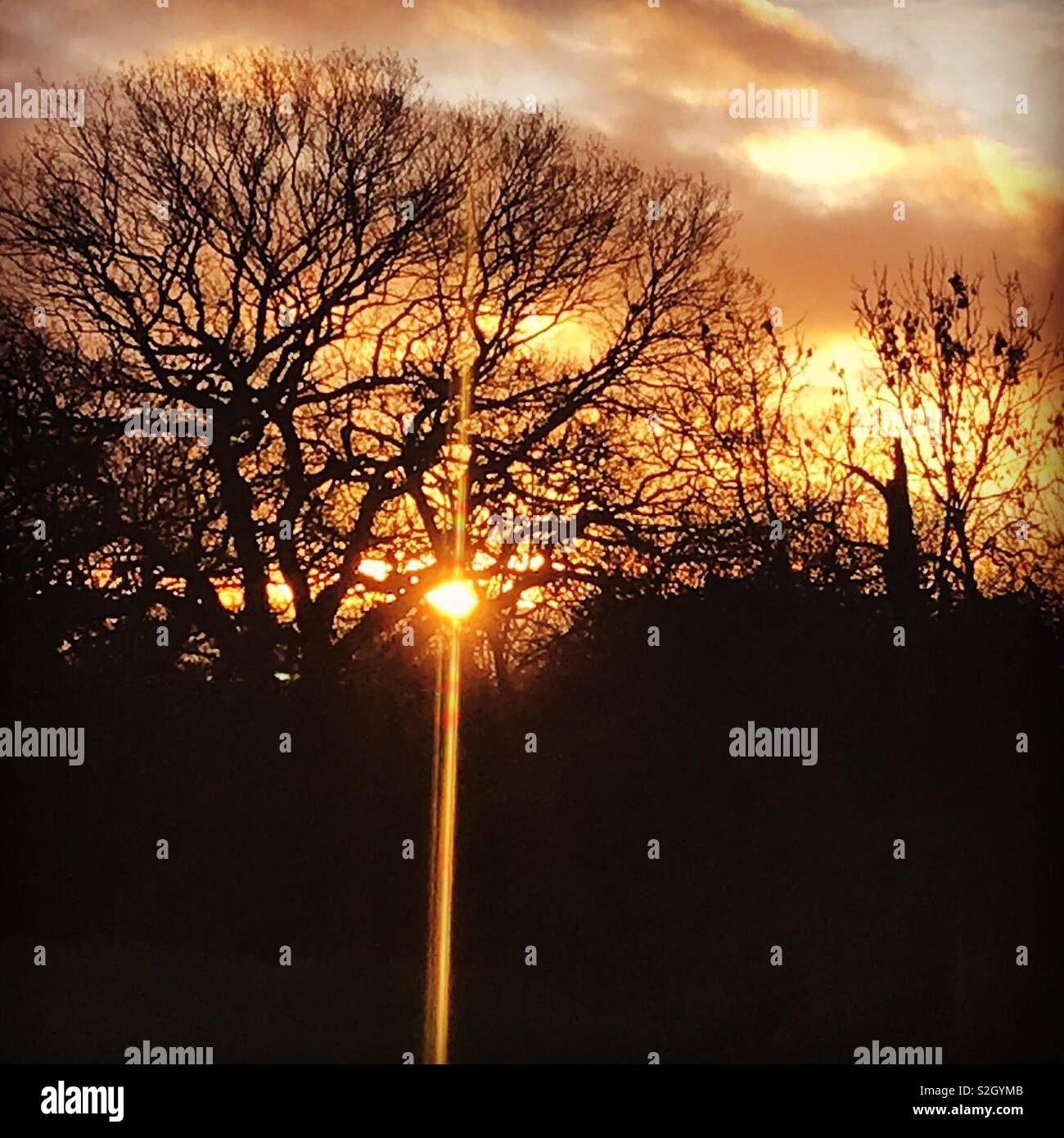 Sunrise through the trees in a cold winters morning Stock Photo - Alamy