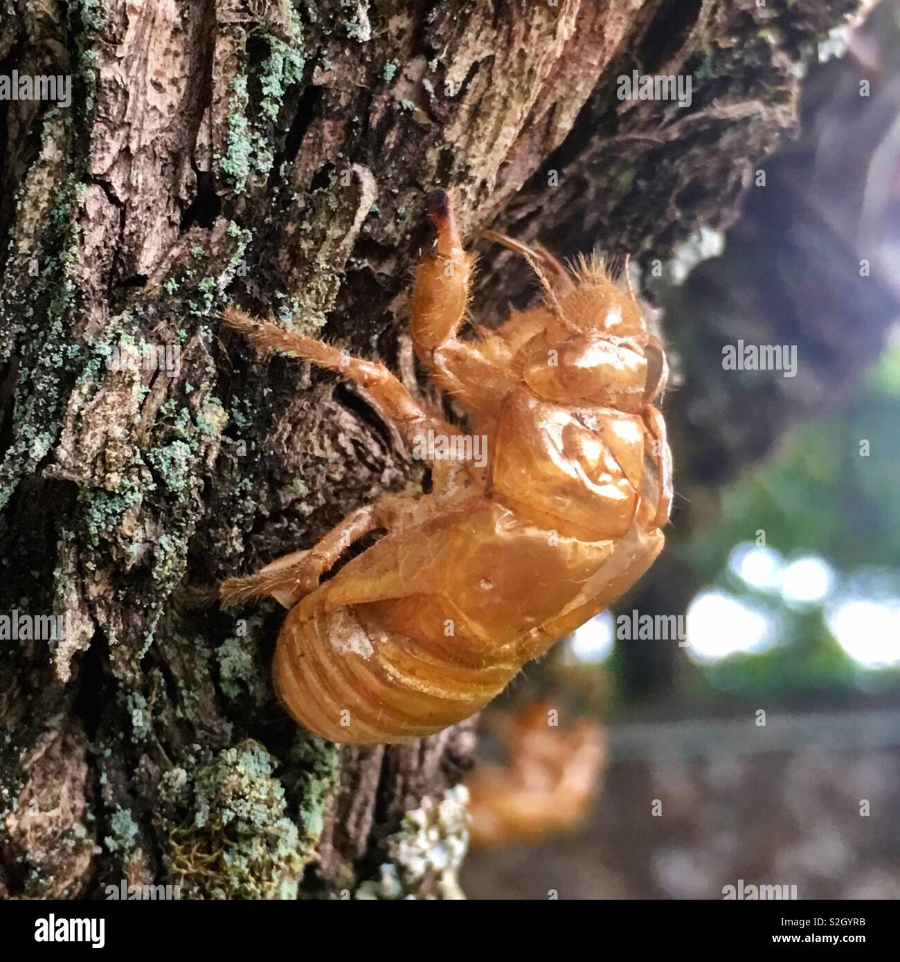 Cicada exoskeleton hi-res stock photography and images - Alamy