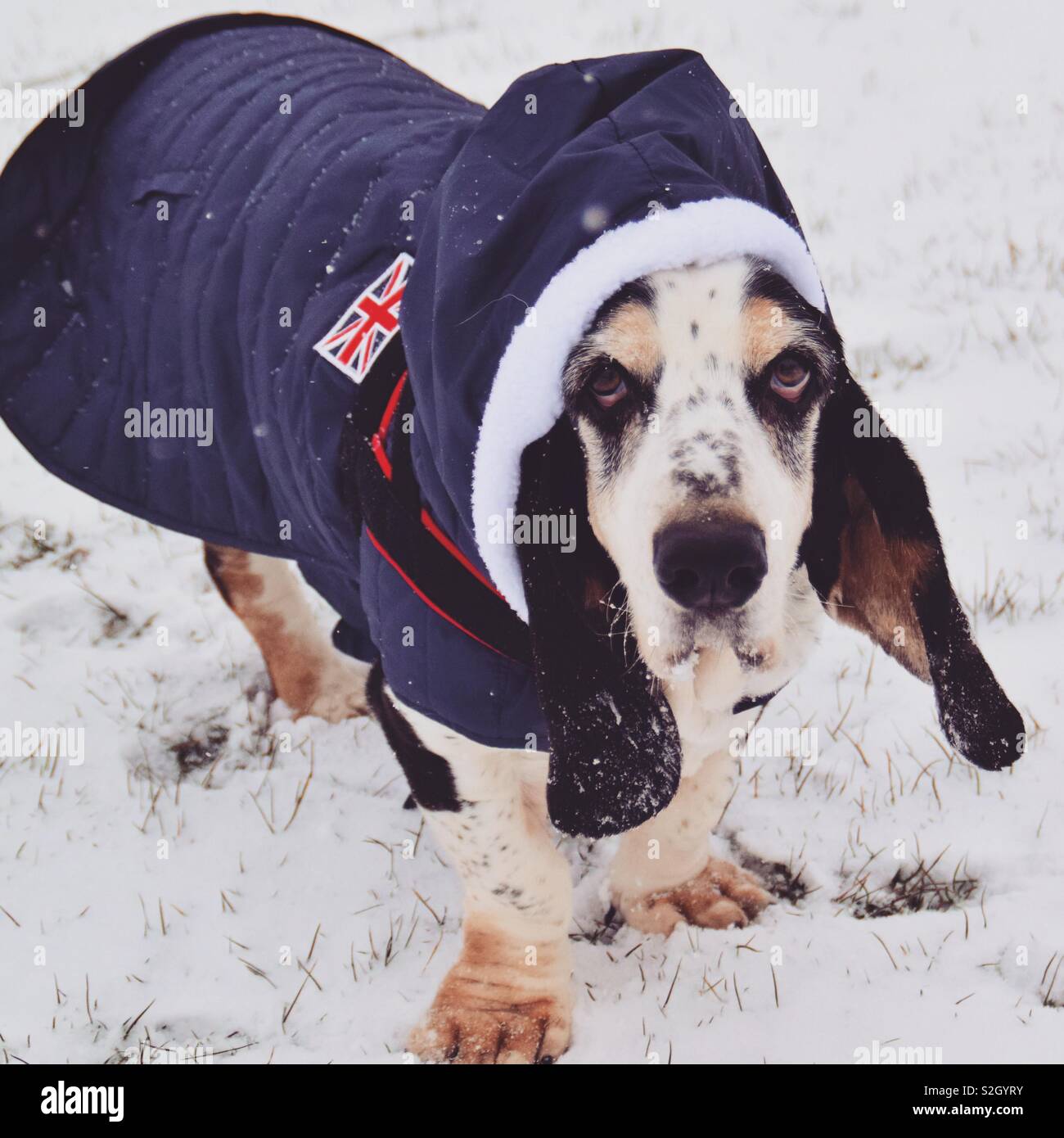 Basset hound braving the snow Stock Photo - Alamy