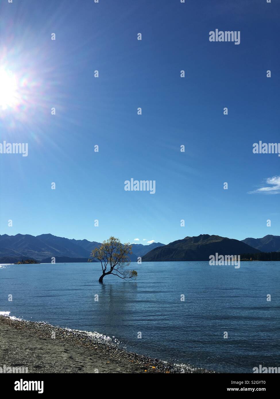 Famous sight seeing attraction in New Zealand. One tree remain ...
