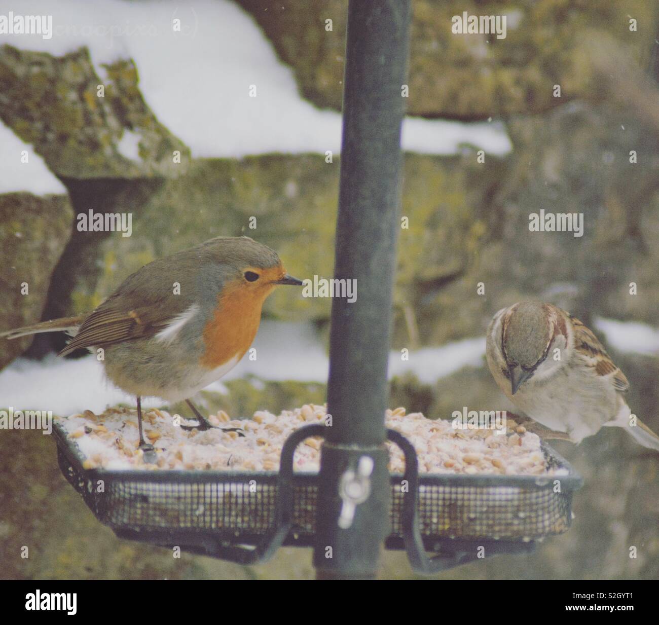 Robin sparrow hi-res stock photography and images - Alamy
