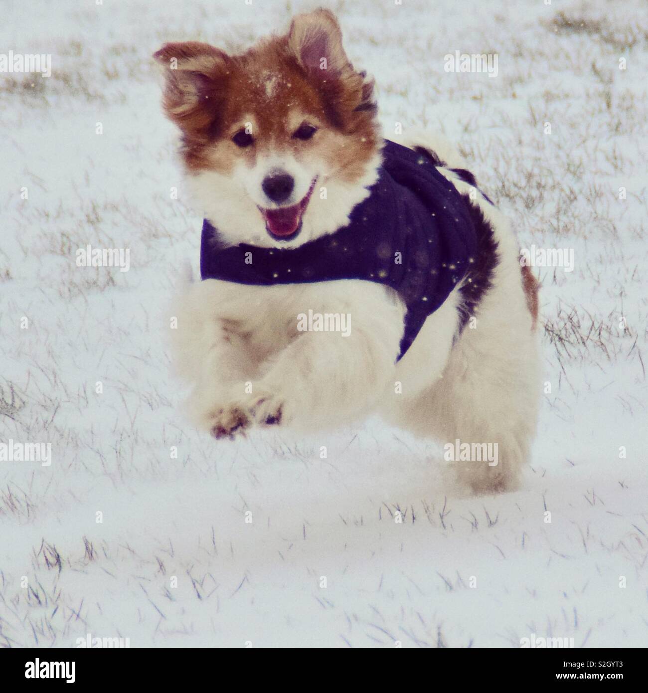 Icy Dog Stock Photos & Icy Dog Stock Images - Alamy