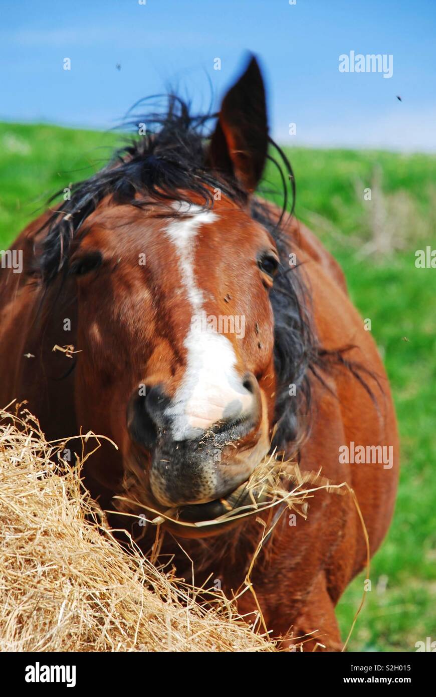 Horse eating hay Stock Photo - Alamy