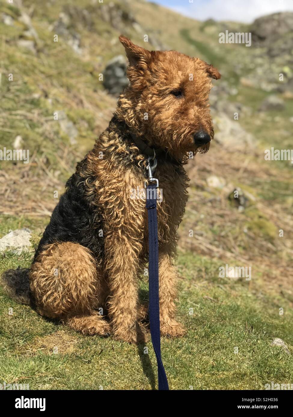 Airedale terrier hi-res stock photography and images - Alamy