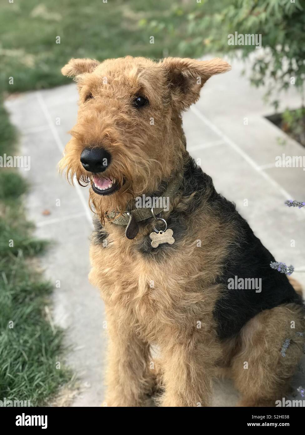 Airedale Terrier High Resolution Stock Photography and Images - Alamy