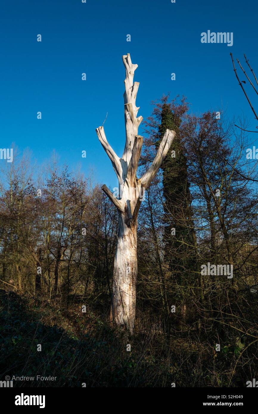 Great white tree Stock Photo - Alamy
