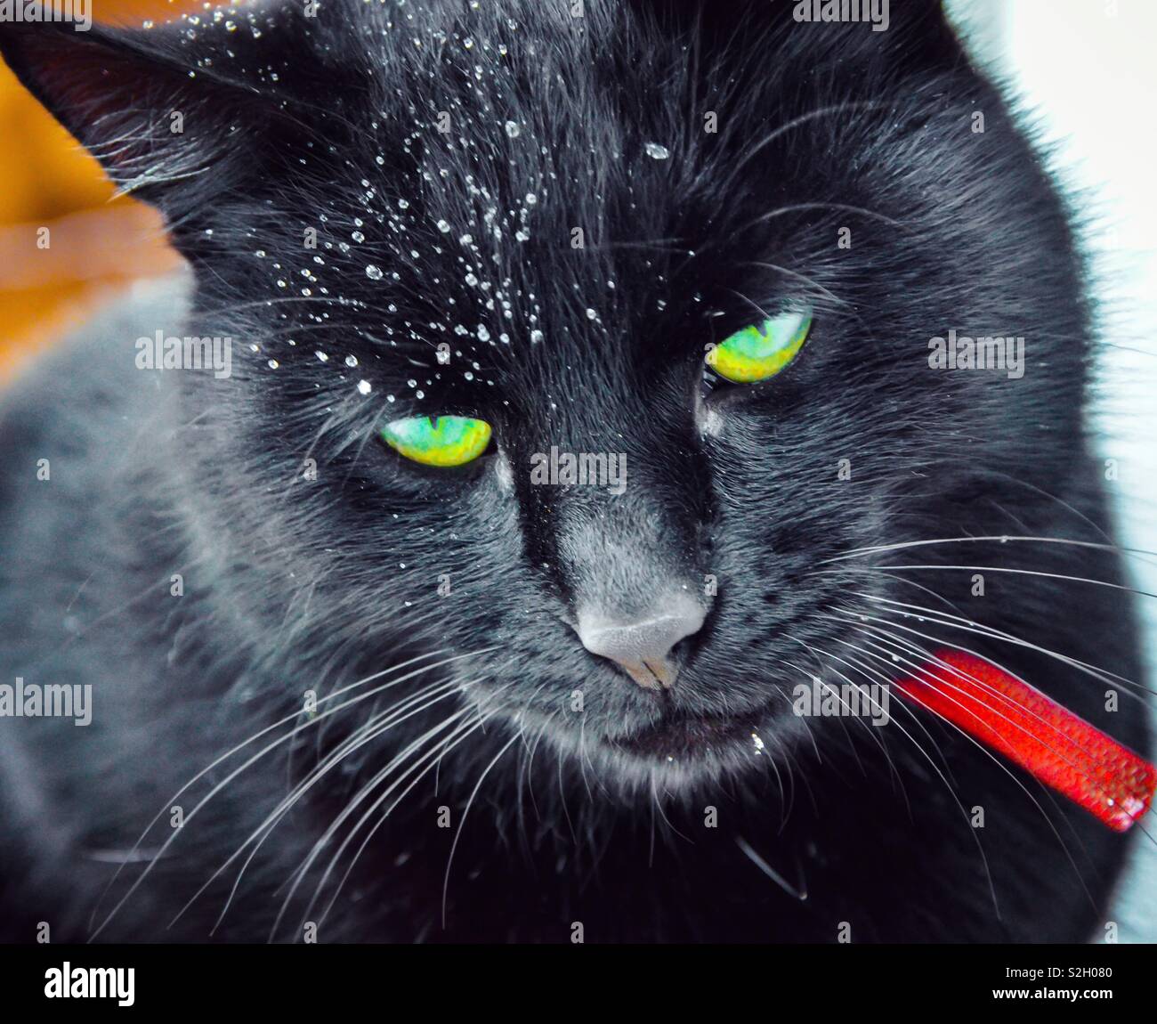 Black cat face Stock Photo - Alamy