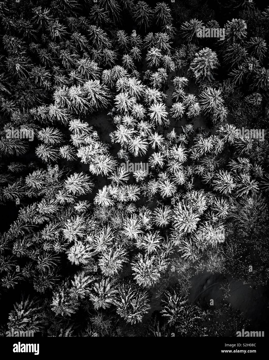 Trees frome above Stock Photo - Alamy
