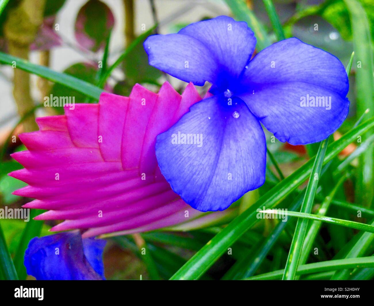 Smooth And Spikey Stock Photo - Alamy