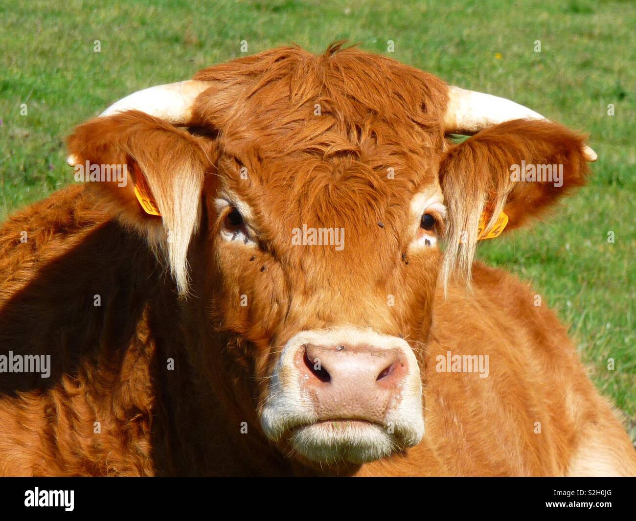Grumpy Cow