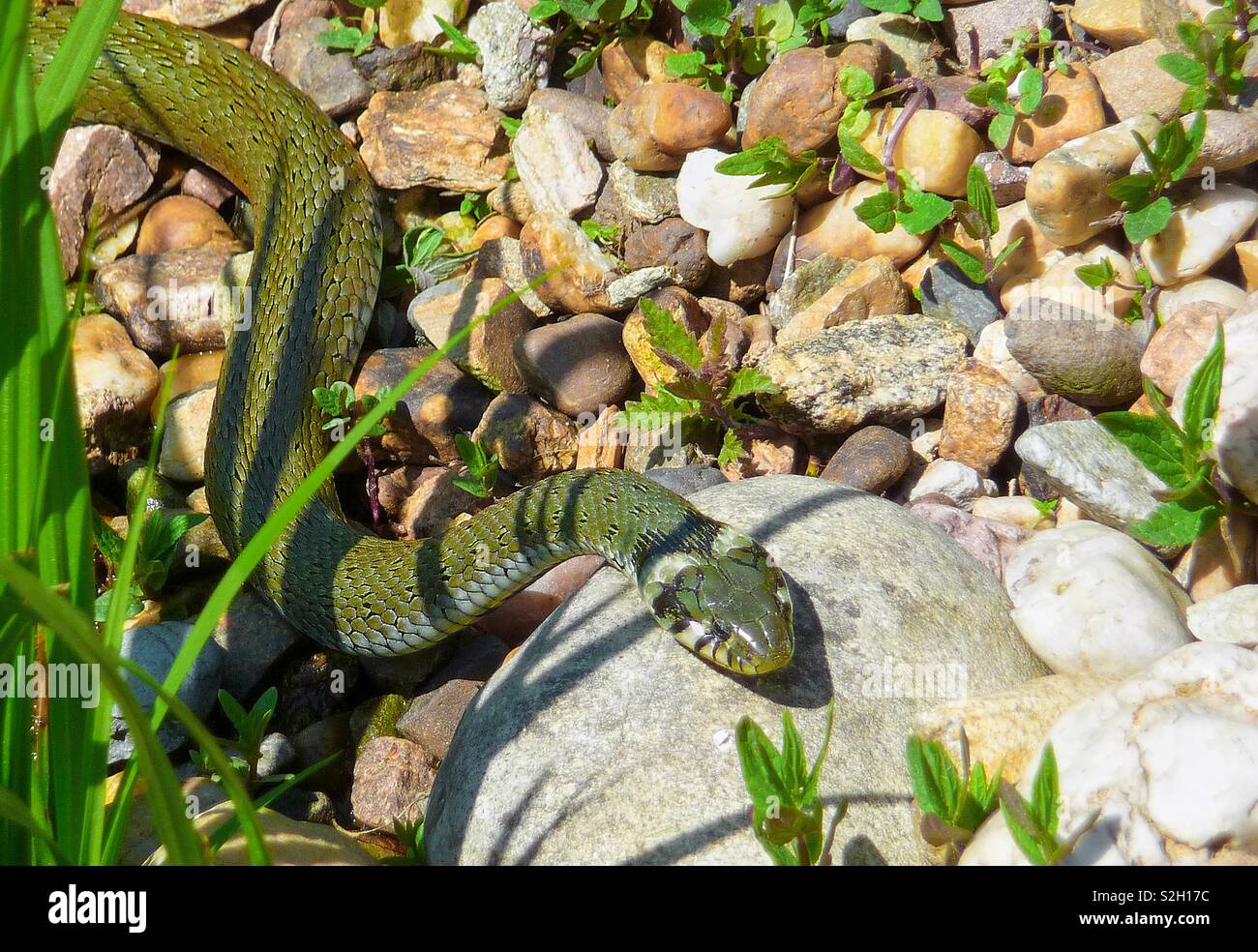 Green Grass Snake High Resolution Stock Photography and Images - Alamy