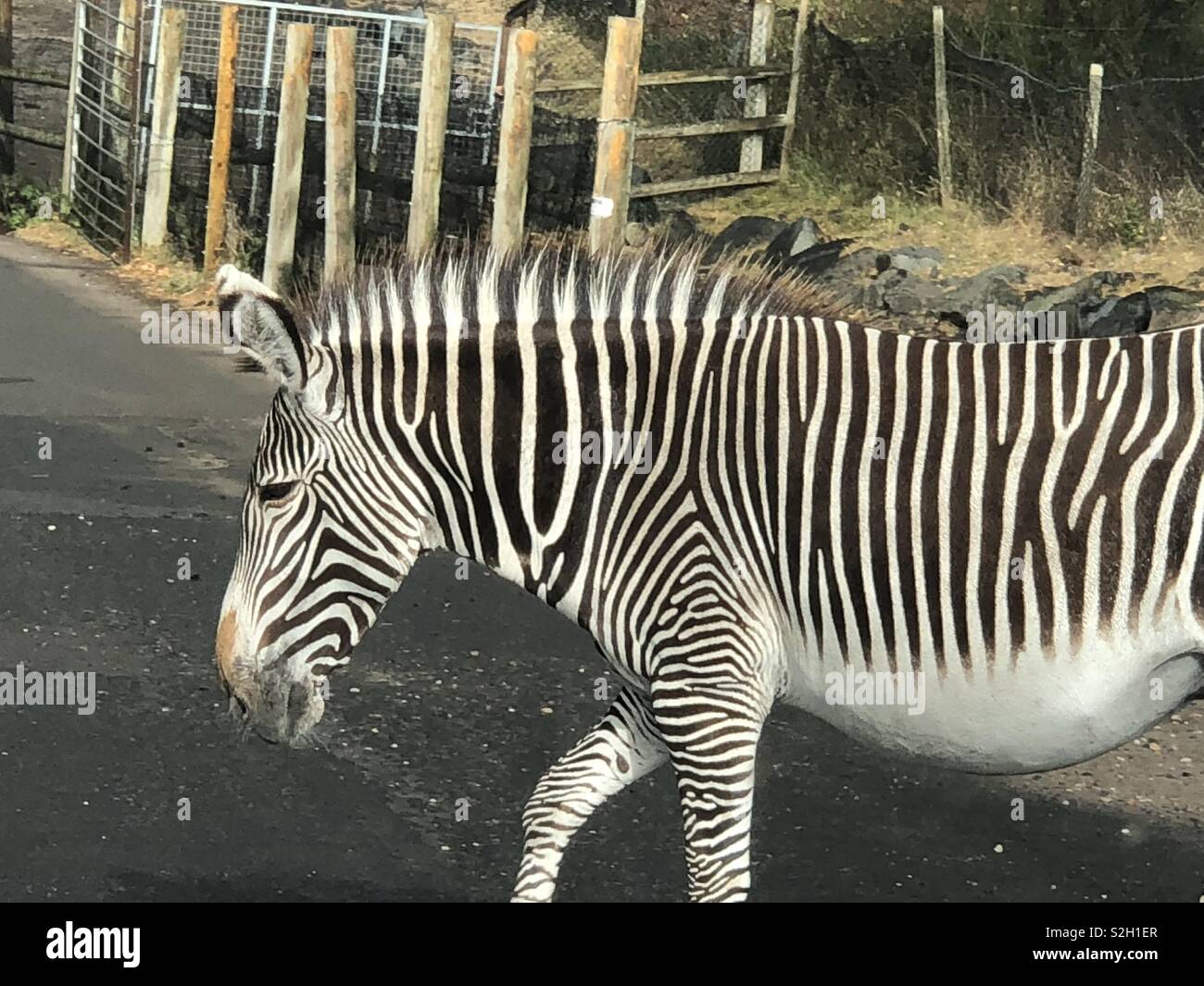 White yellow zebra crossing hi-res stock photography and images - Alamy