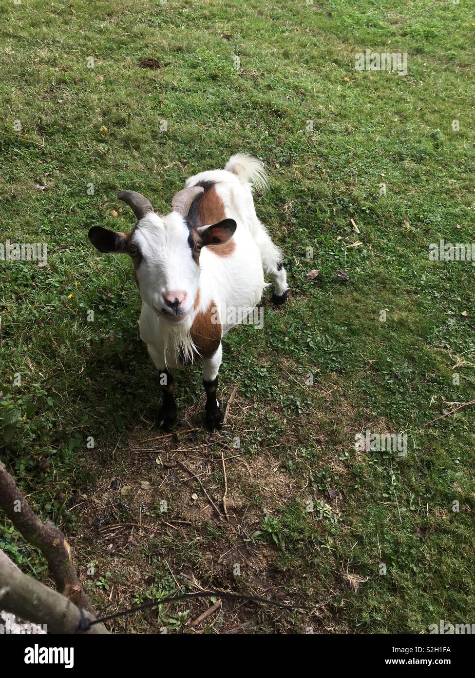 Camino de Santiago Goat Friend Stock Photo - Alamy