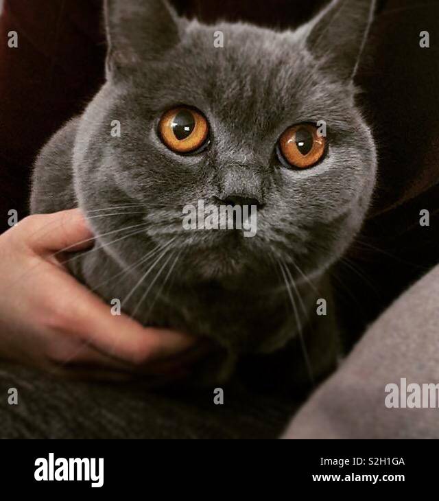 Copper eyes cat eyes hi-res stock photography and images - Alamy