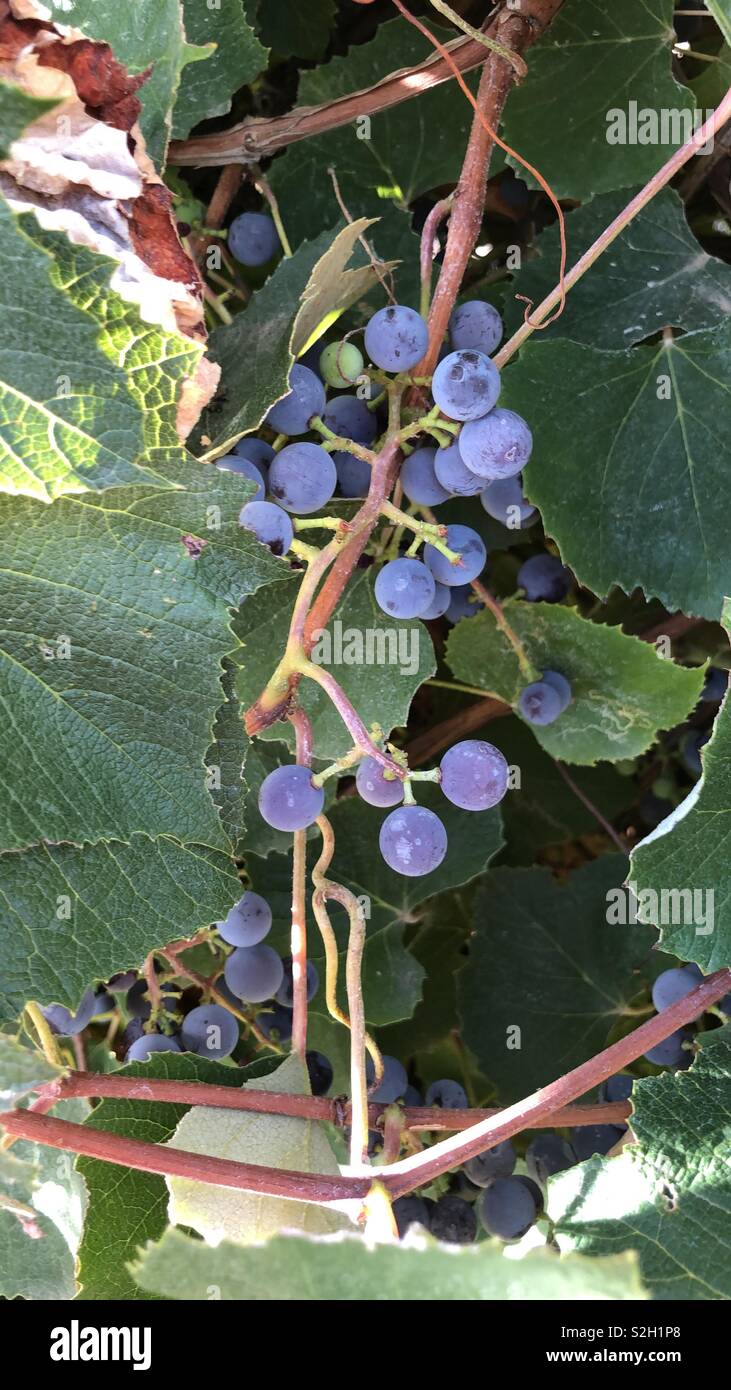 Grapes in the yard Stock Photo - Alamy