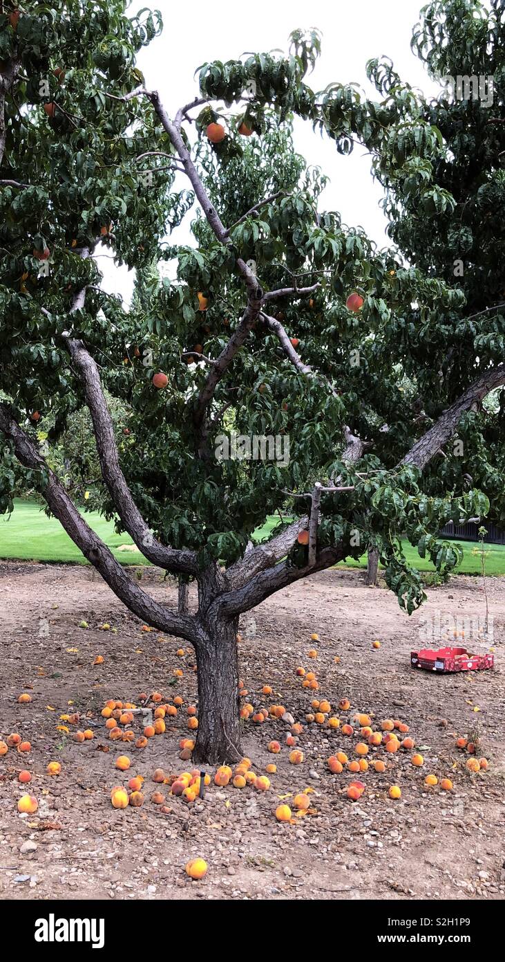Peach tree in the family orchard Stock Photo - Alamy