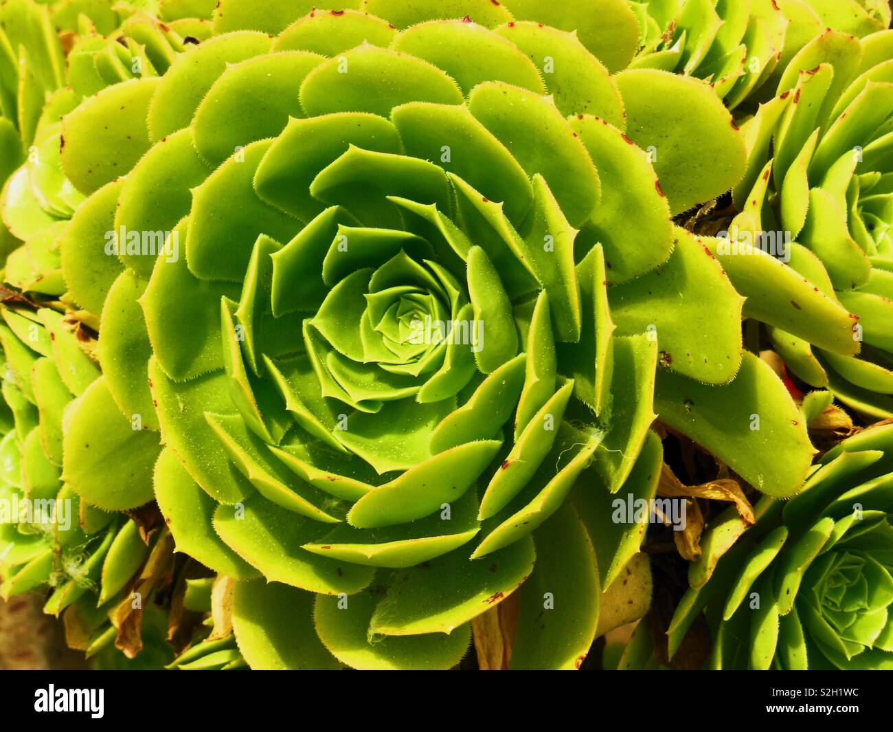 Pattens of a plant Stock Photo - Alamy