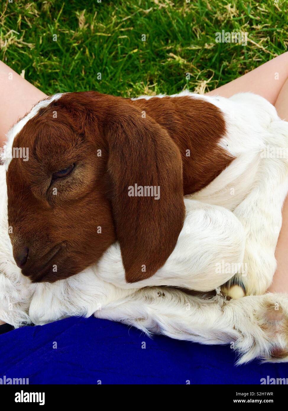 Baby goat cuddles Stock Photo - Alamy