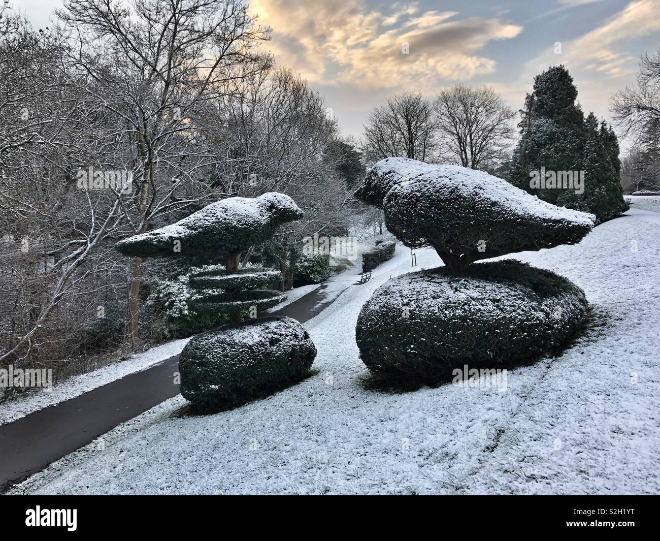 Topiary in the snow - two hedge birds with a dusting of snow Stock ...