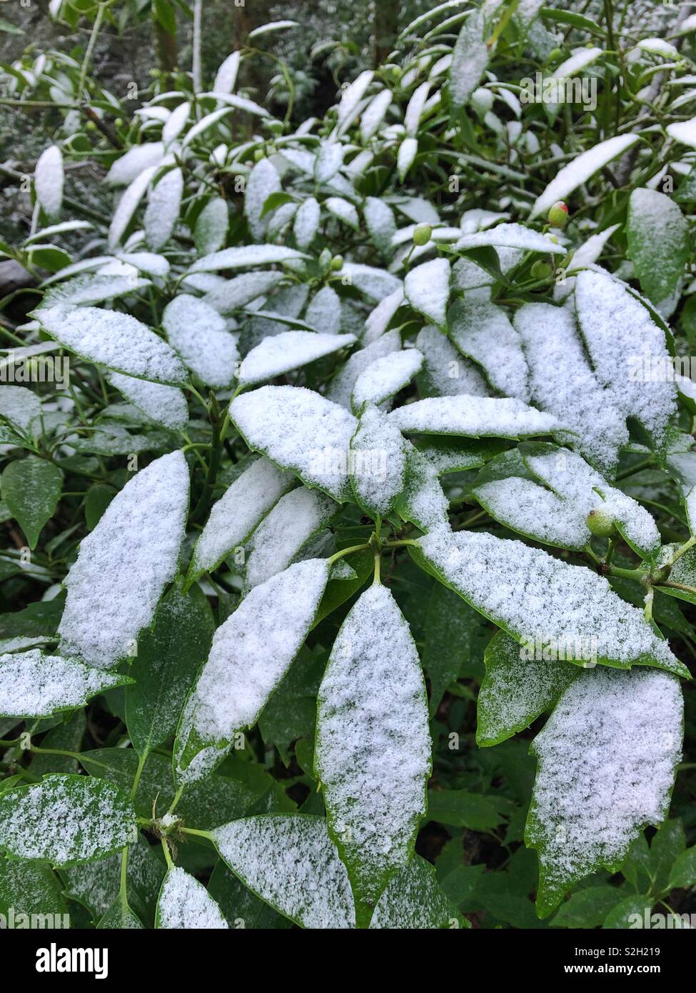 Snow covered leaves Stock Photo - Alamy