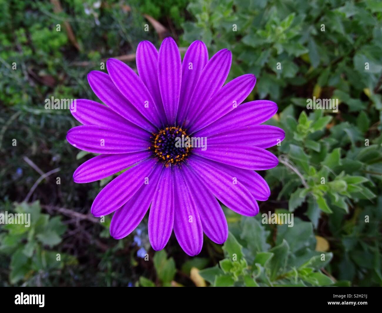 Gazania flower hi-res stock photography and images - Alamy