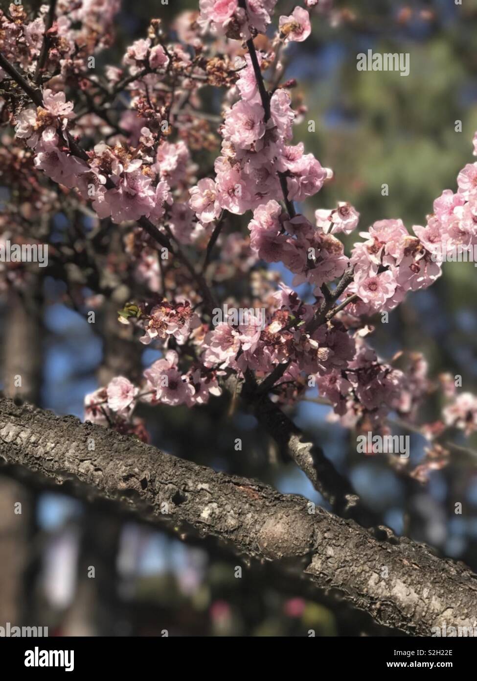 Cherry blossom tree at the Japanese gardens Sydney Stock Photo - Alamy