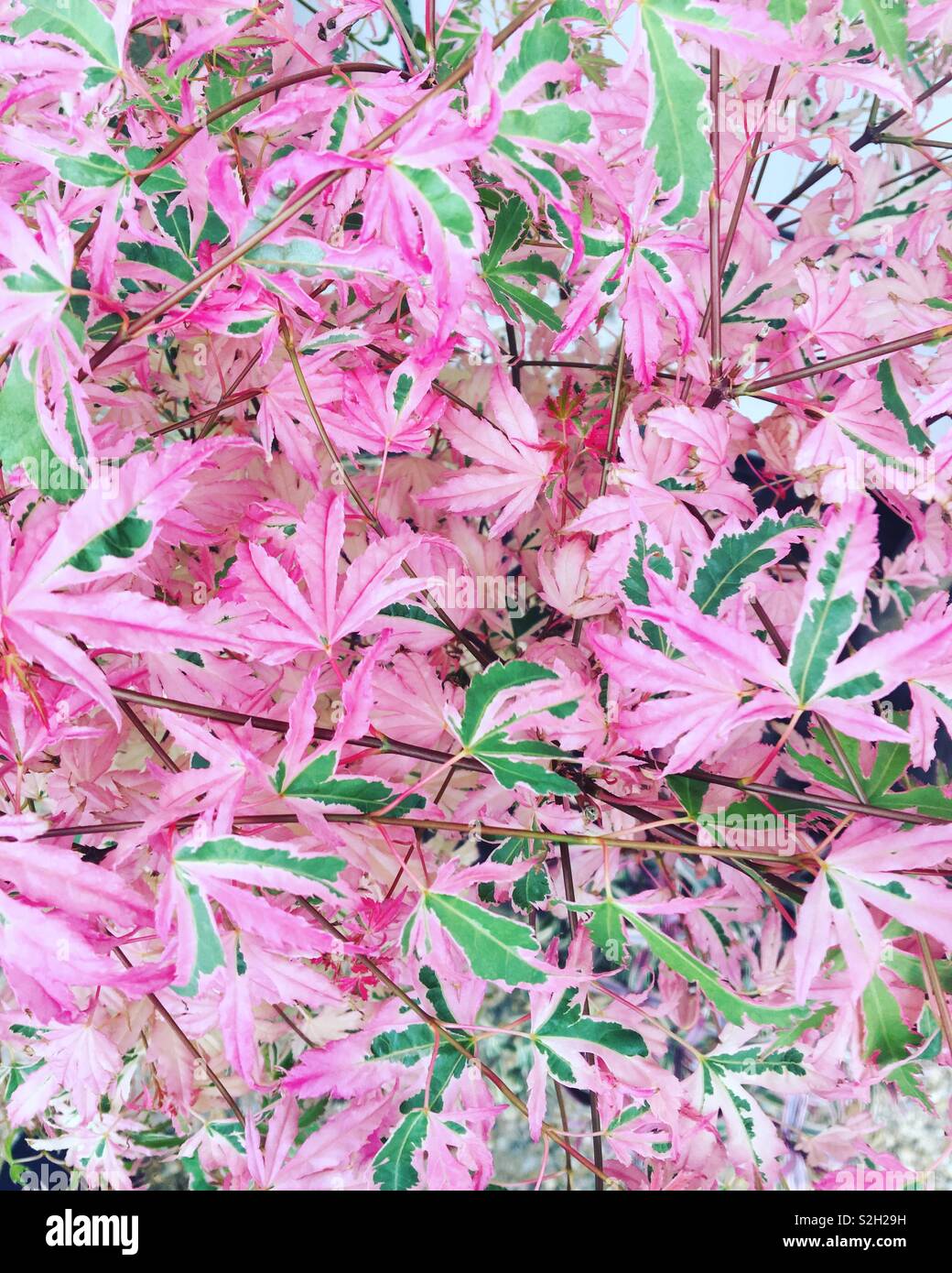 Pink Acer tree Stock Photo - Alamy