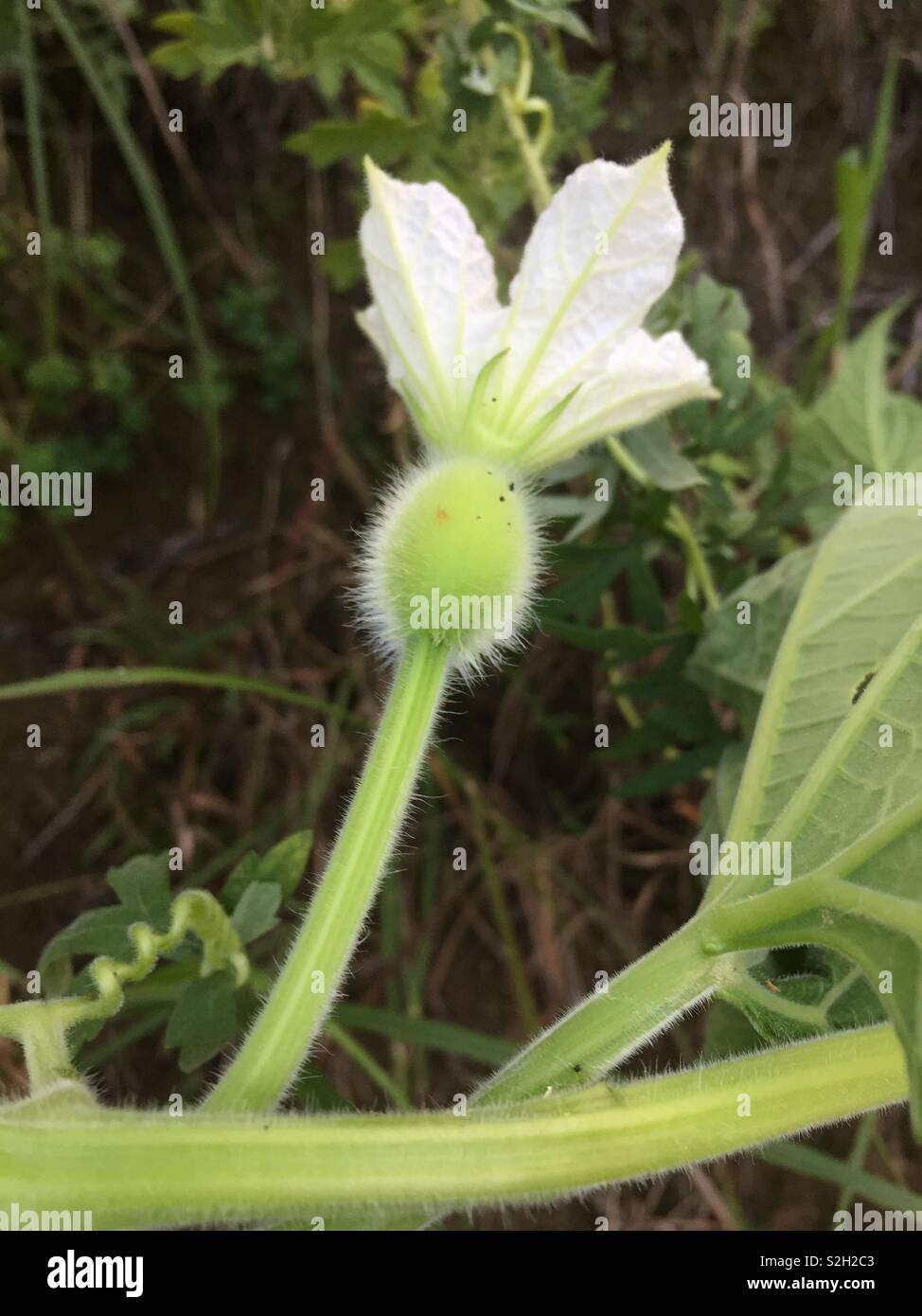 Calabash flower hi-res stock photography and images - Alamy
