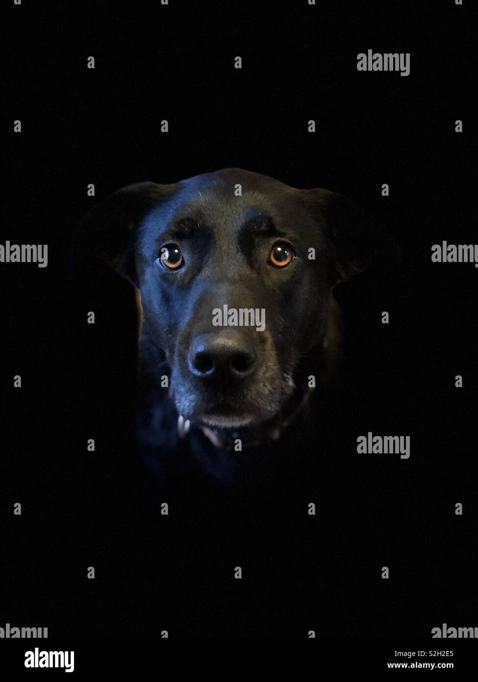 Lab portrait hi-res stock photography and images - Alamy