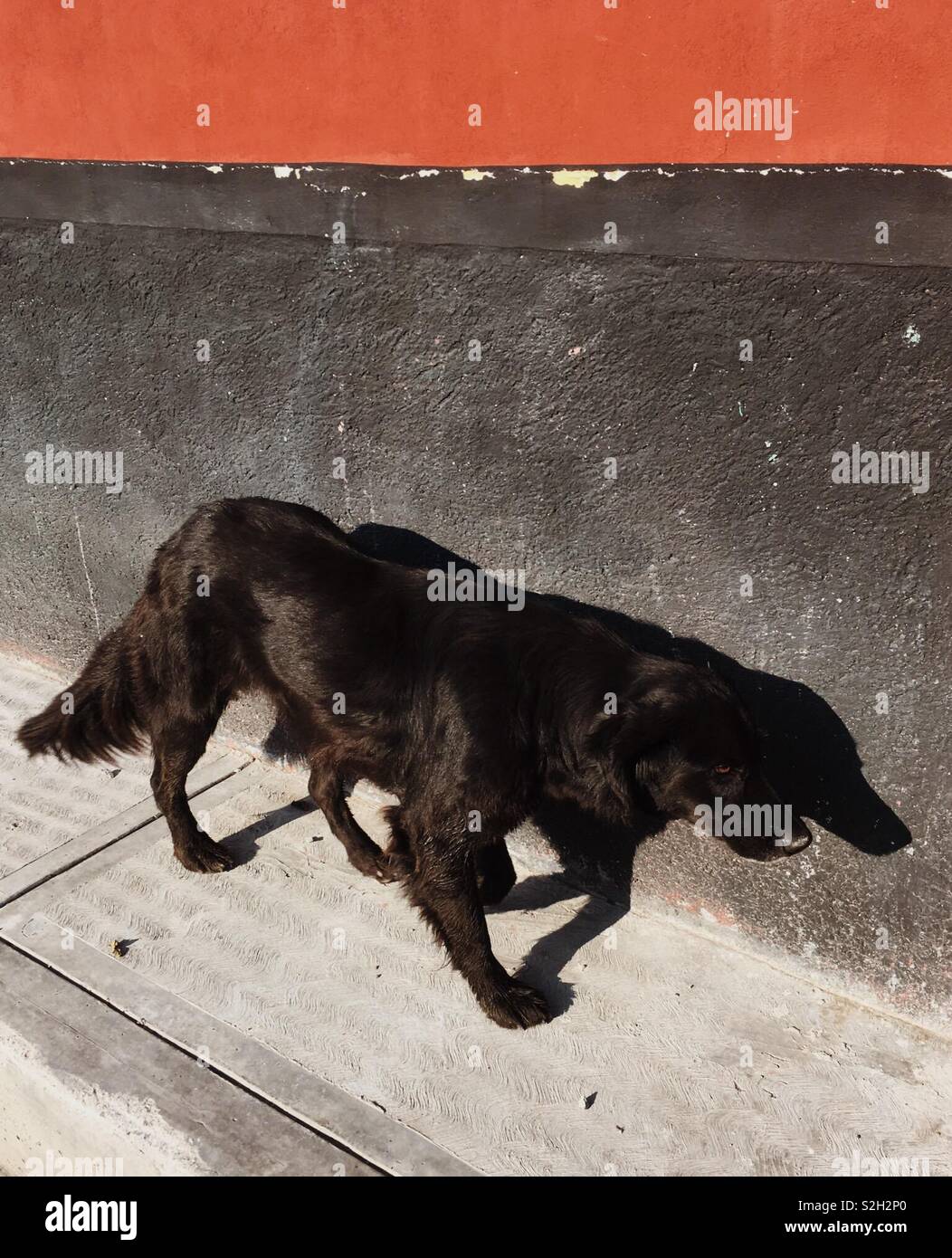 Picture of a black dog walking on a side walk in Mexico Stock Photo - Alamy