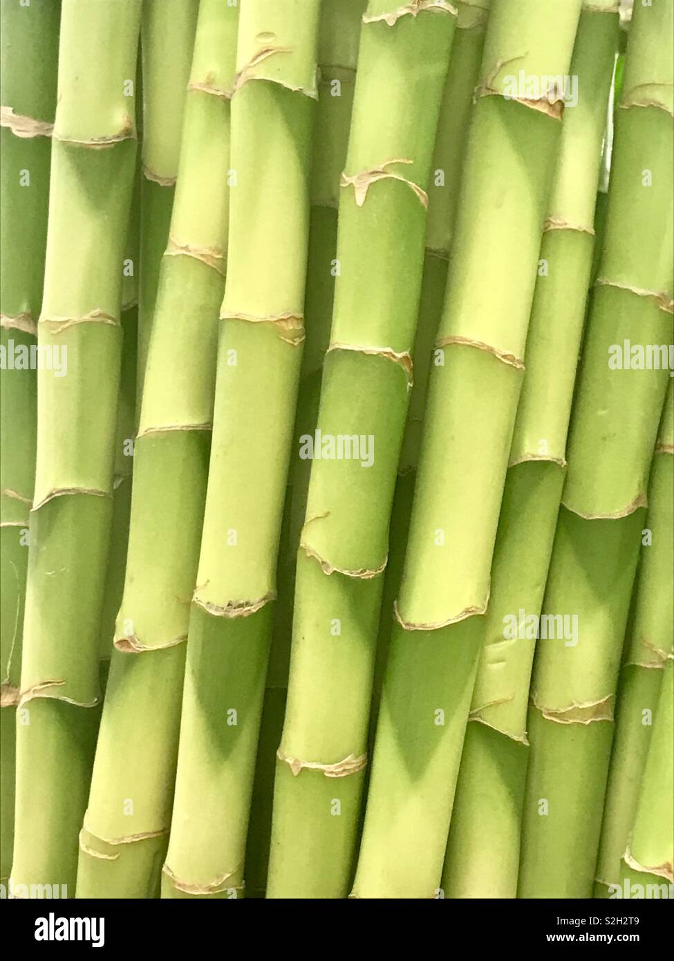 Plant of bamboos hi-res stock photography and images - Alamy