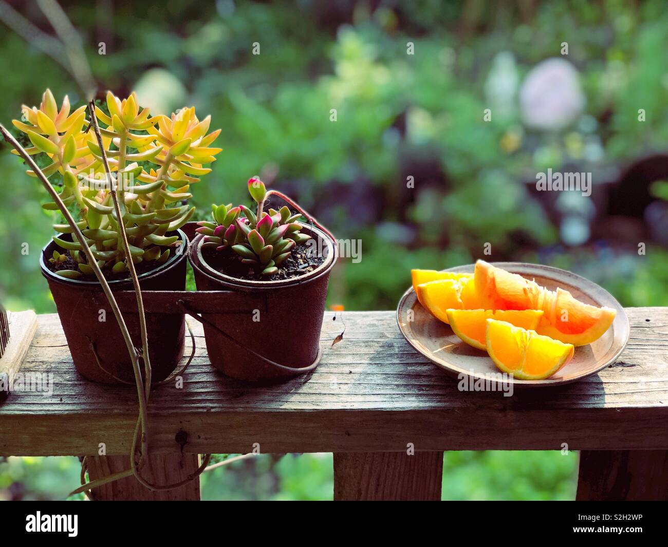 Citrus slices and succulent plants on a porch handrail Stock Photo - Alamy