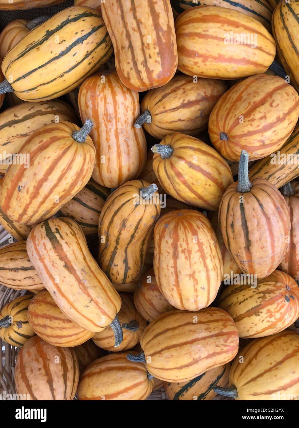 Squash at farmers market Stock Photo - Alamy