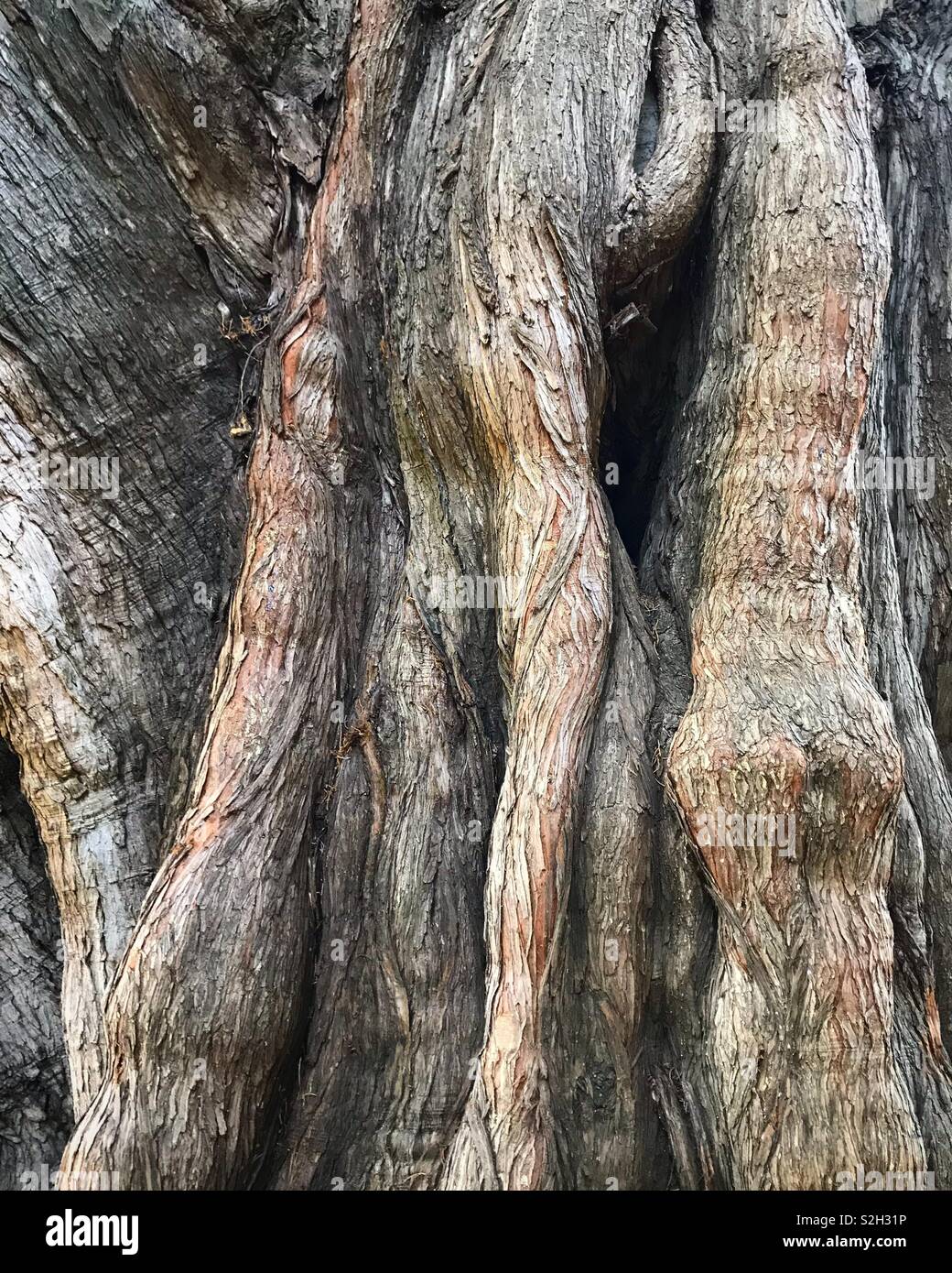 Trees with knots hi-res stock photography and images - Alamy