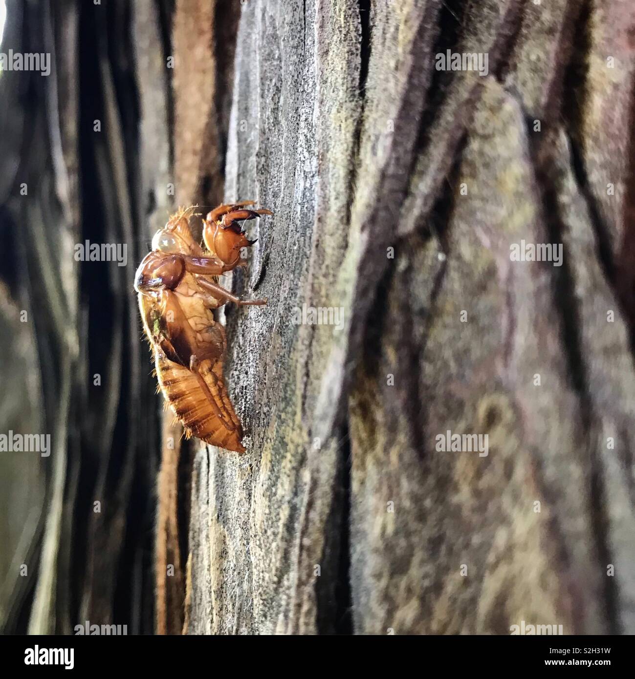 Insect shed skin hi-res stock photography and images - Alamy