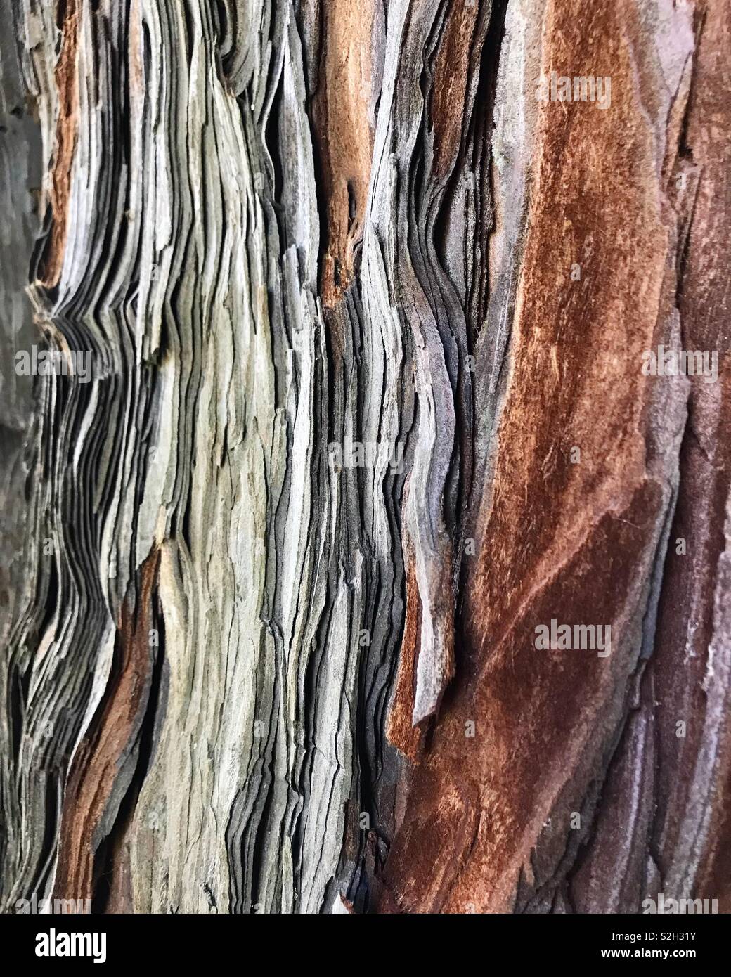 Colorful tree bark Stock Photo - Alamy