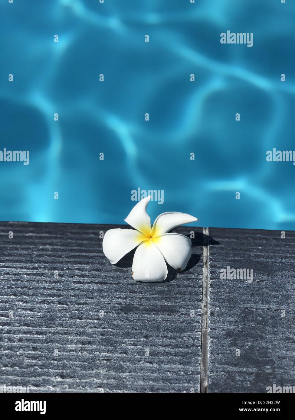 Flower by the pool Stock Photo - Alamy