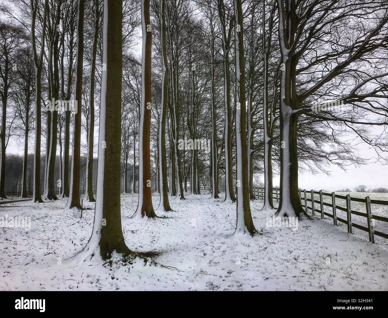 Trees in Snow Stock Photo - Alamy