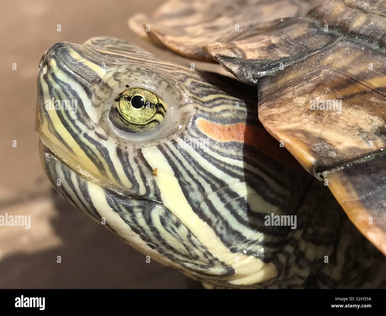 Red eared sliders turtle eye hi-res stock photography and images - Alamy
